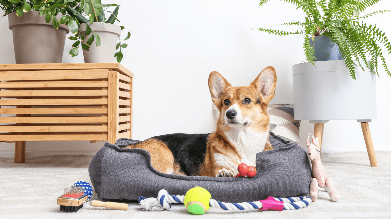 Smart Storage Solutions for Your Pet Space – LIKHÂ